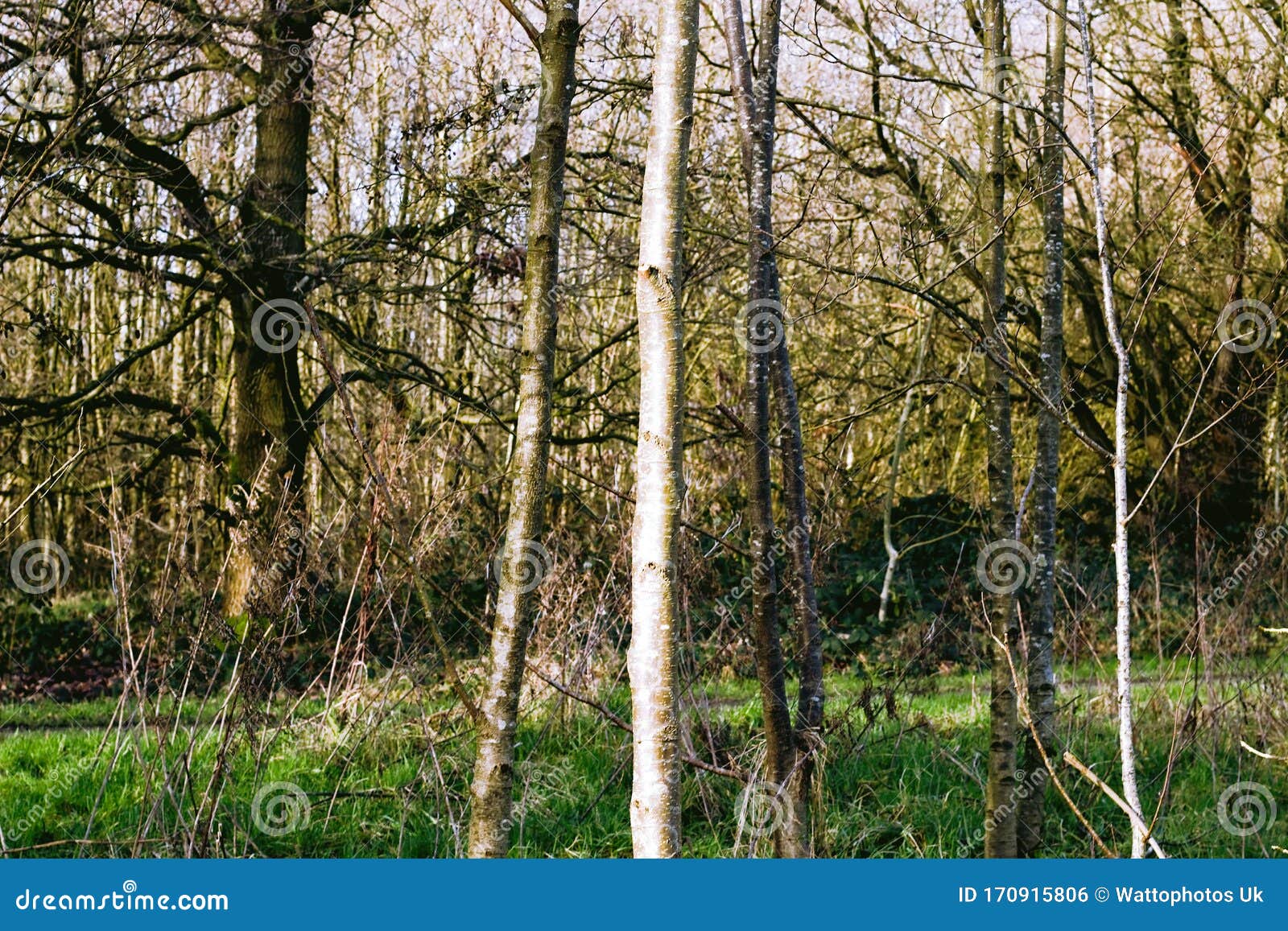 Group of Trees in a Forest Wide View Stock Photo - Image of ndaytime ...