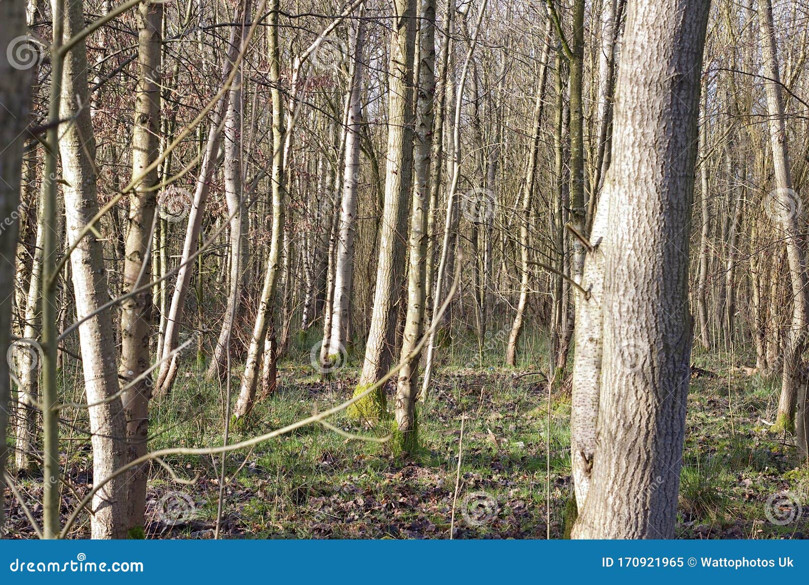 Group of Trees in a Forest Wide View Stock Image - Image of trees ...