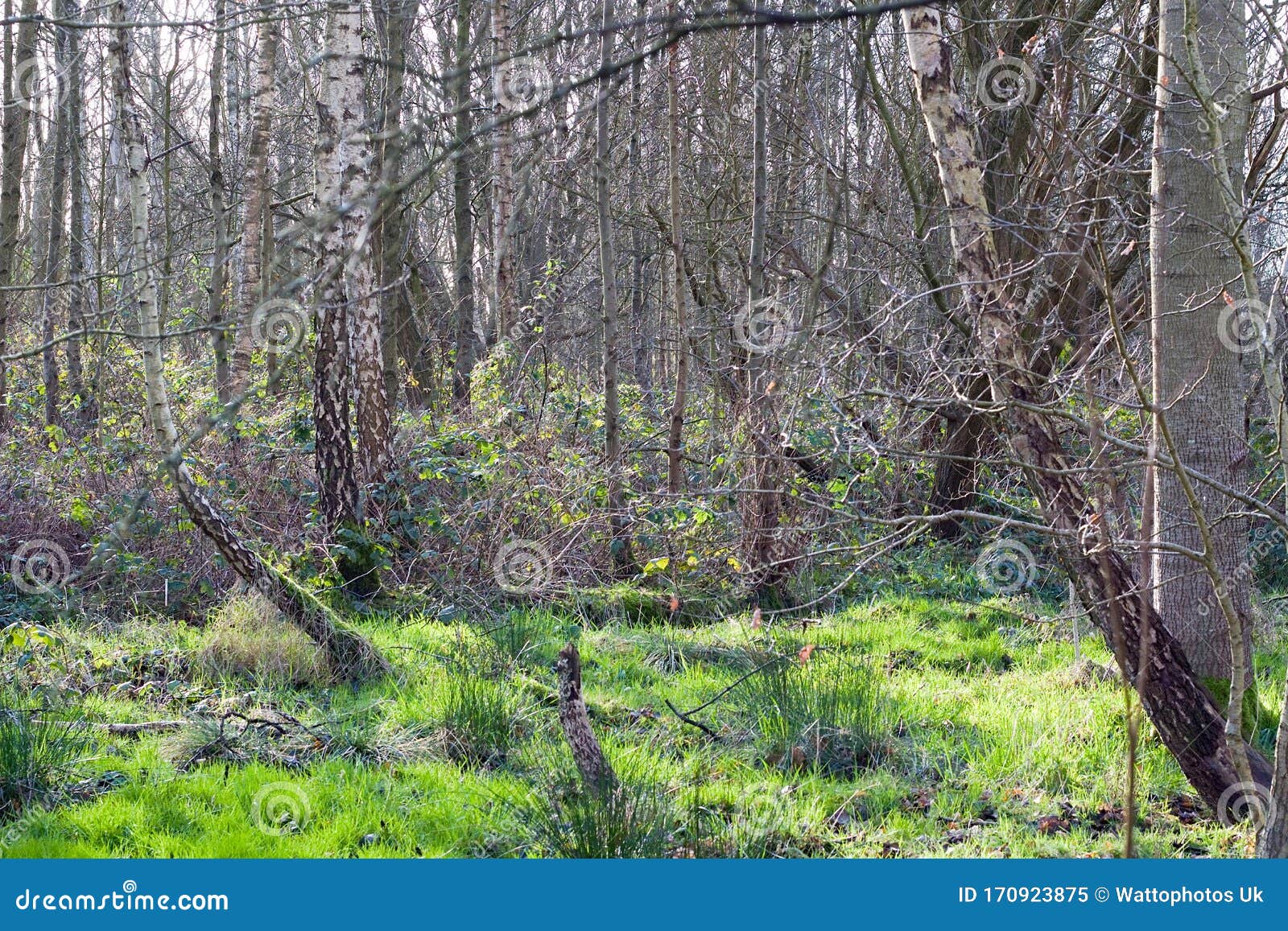 Group of Trees in a Forest Wide View Stock Image - Image of wide, trees ...