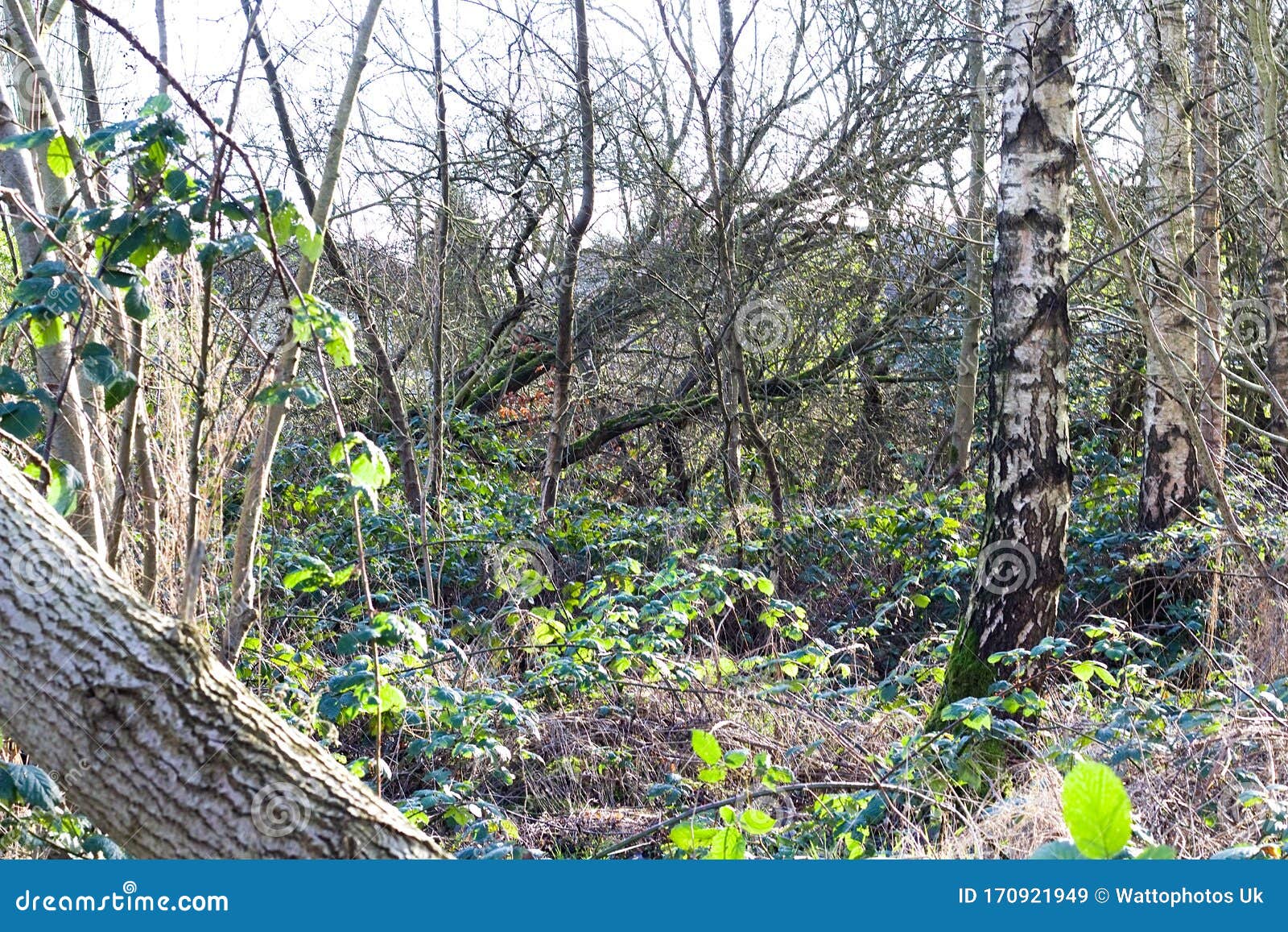 Group of Trees in a Forest Wide View Stock Image - Image of trunkn ...