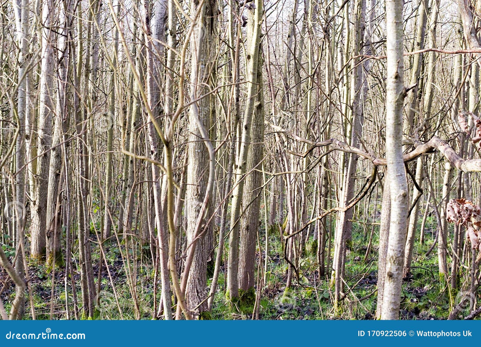 Group of Trees in a Forest Wide View Stock Photo - Image of view ...