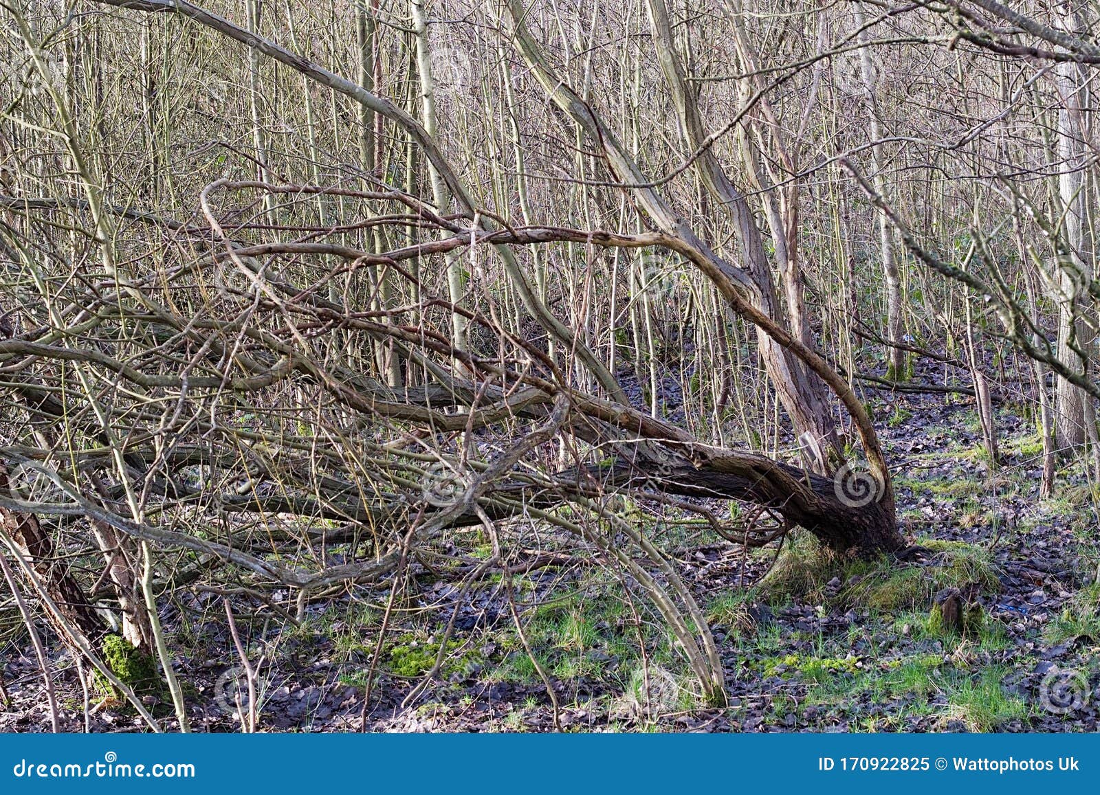 Group of Trees in a Forest Wide View with Leaning Tree Stock Image ...