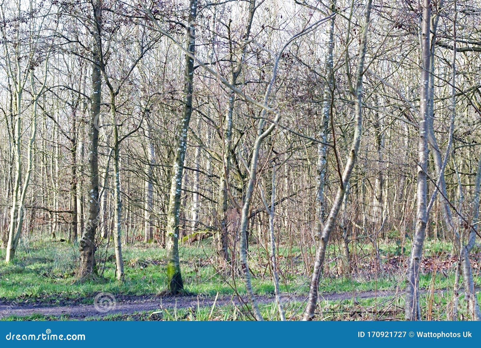 Group of Trees in a Forest Wide View with Path Stock Image - Image of ...