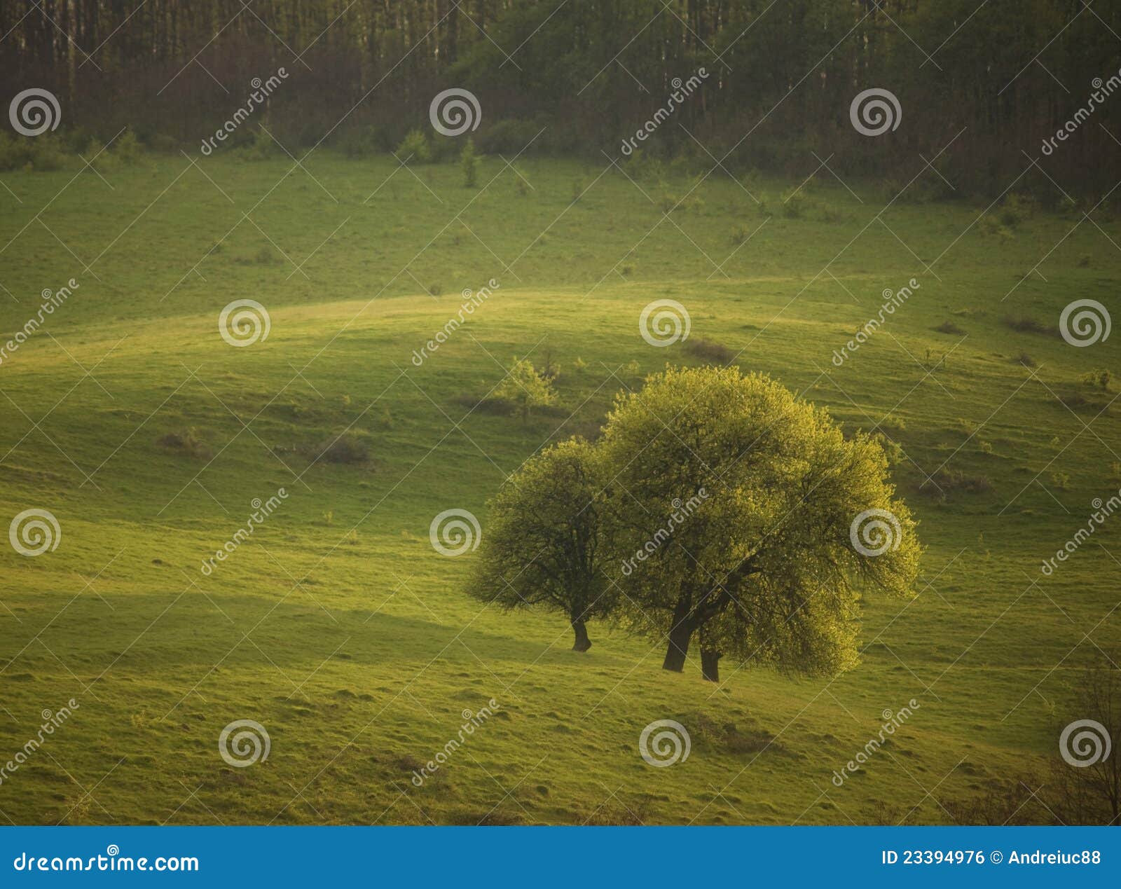 Group of Trees in a Green Field in Spring Stock Photo - Image of dawn ...