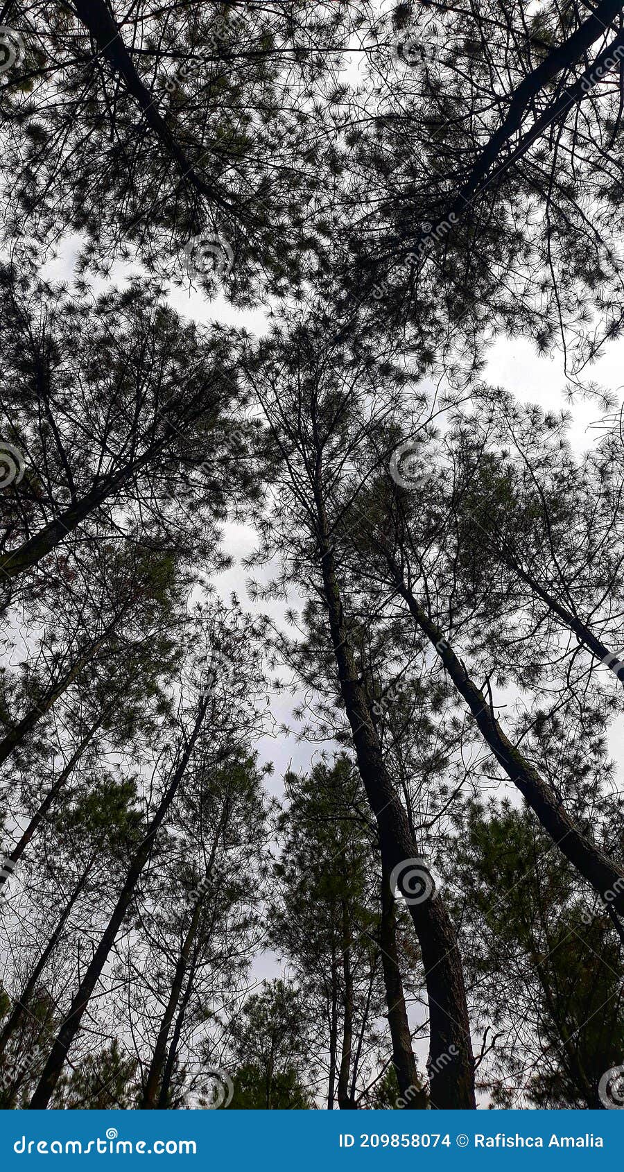 Group of trees stock photo. Image of forest, autumn - 209858074