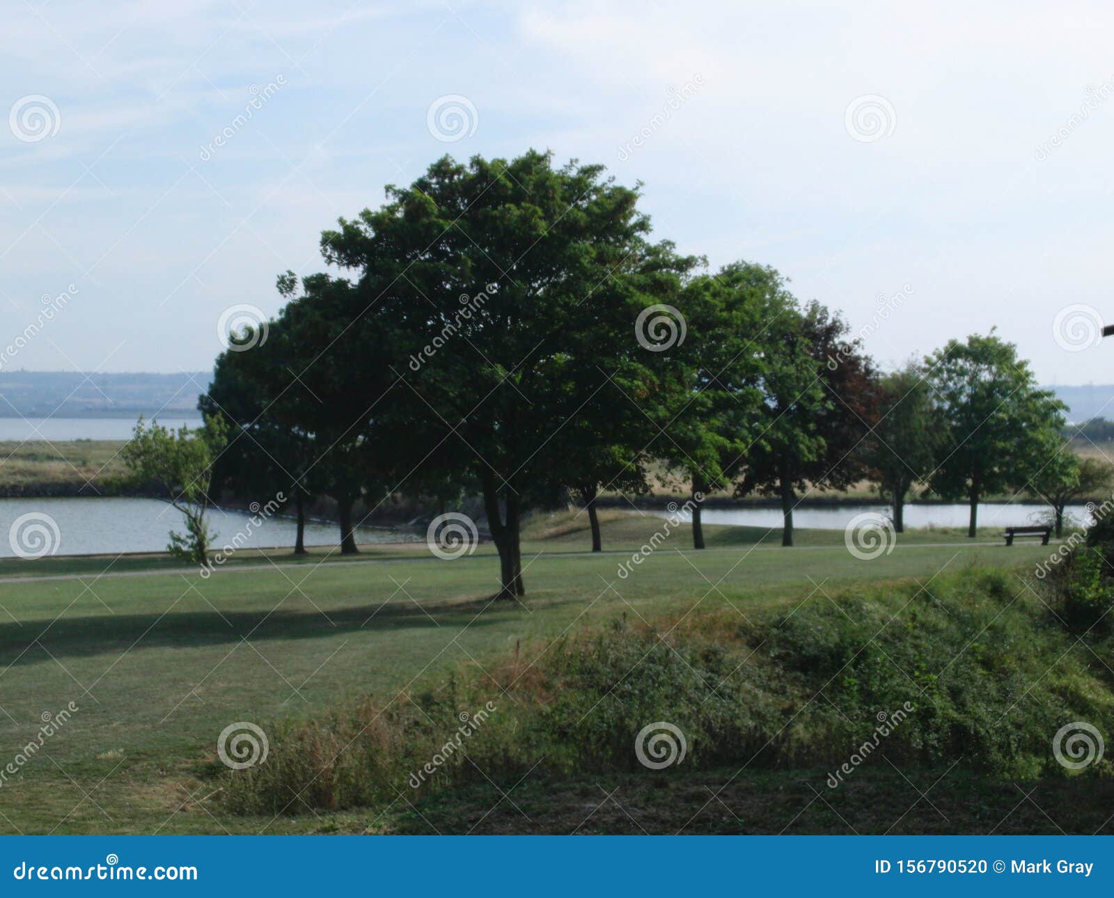 Group of Trees stock photo. Image of group, green, trees - 156790520
