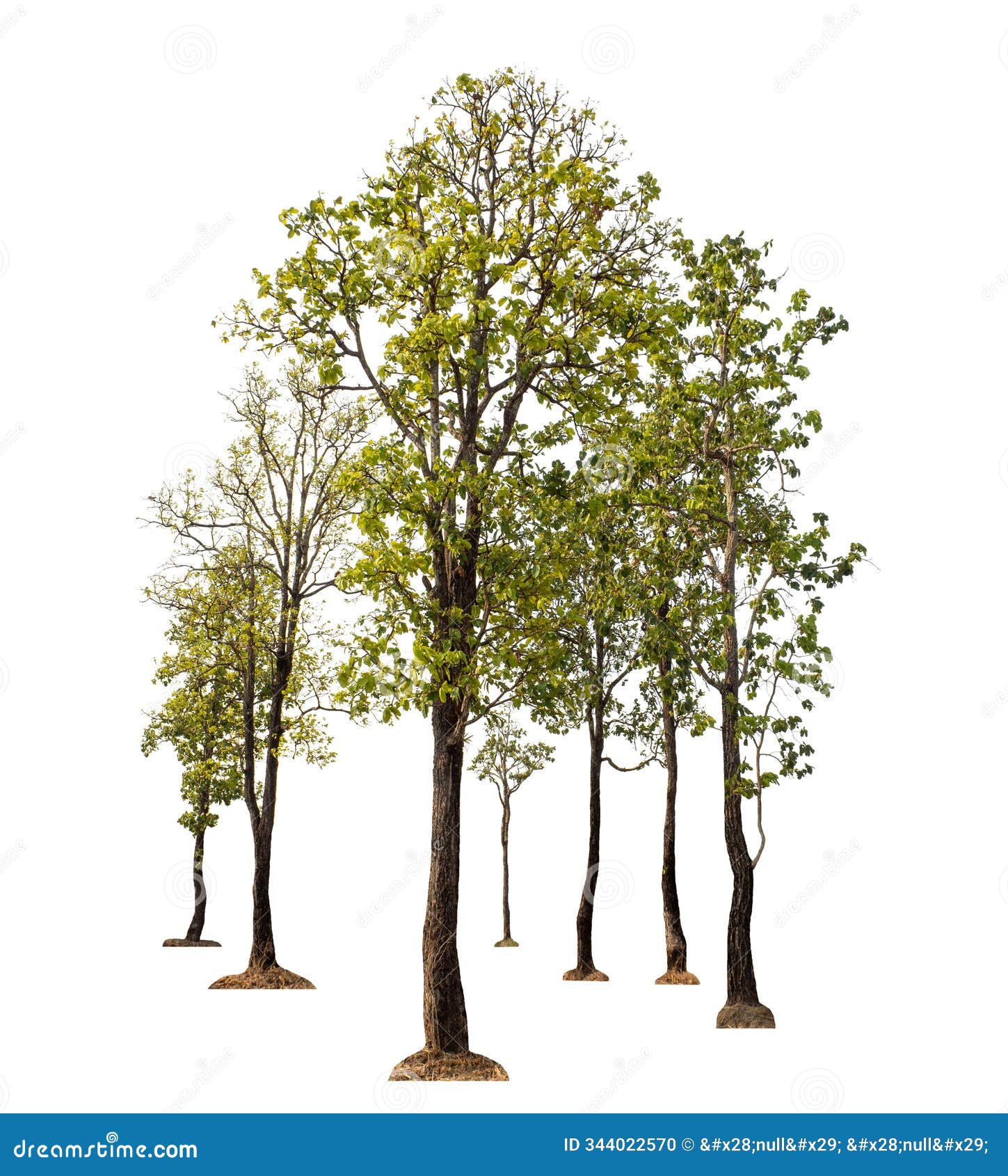 Group of Trees Isolated on White Background with Clipping Path and ...
