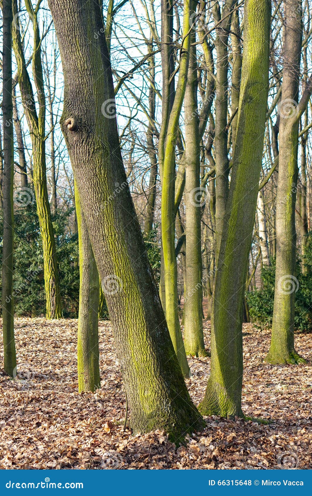 Group of trees stock photo. Image of tree, stems, nature - 66315648