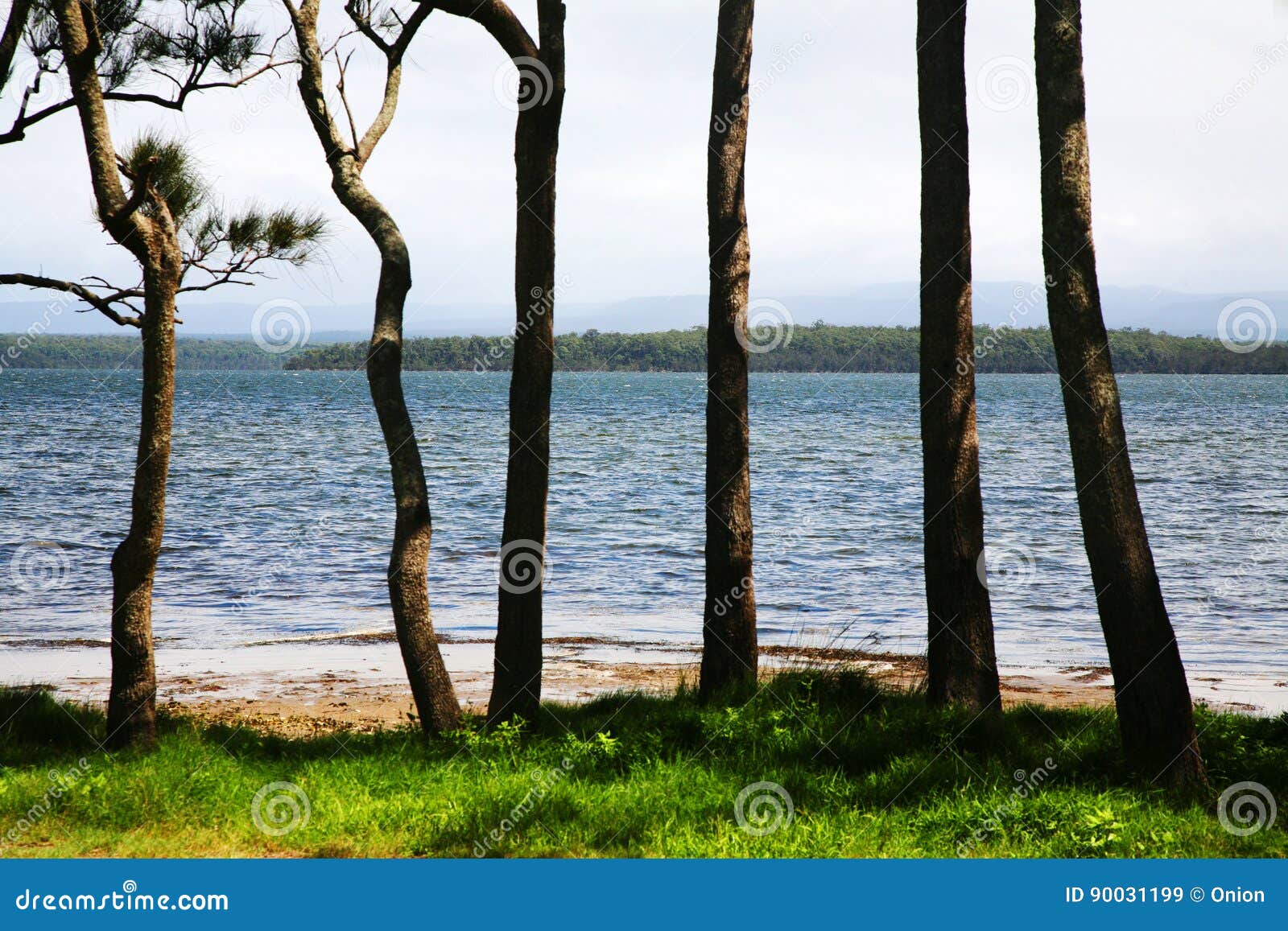Group of trees by the sea stock image. Image of tourism - 90031199