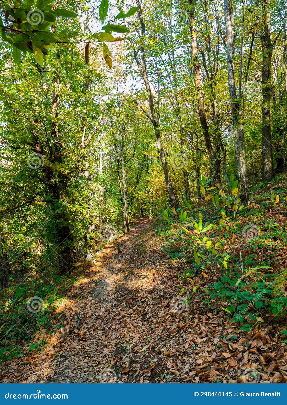 Inside a Forest with Trees and Branches with Green Leaves Stock Image ...