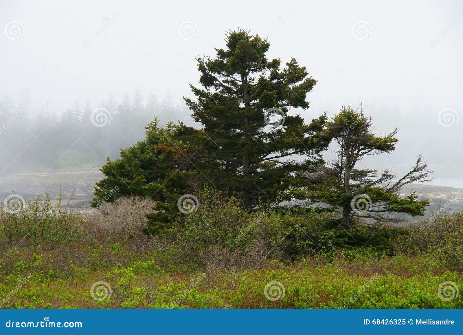 A Group of Trees on the Shoreline in a Foggy Day. Stock Image - Image ...