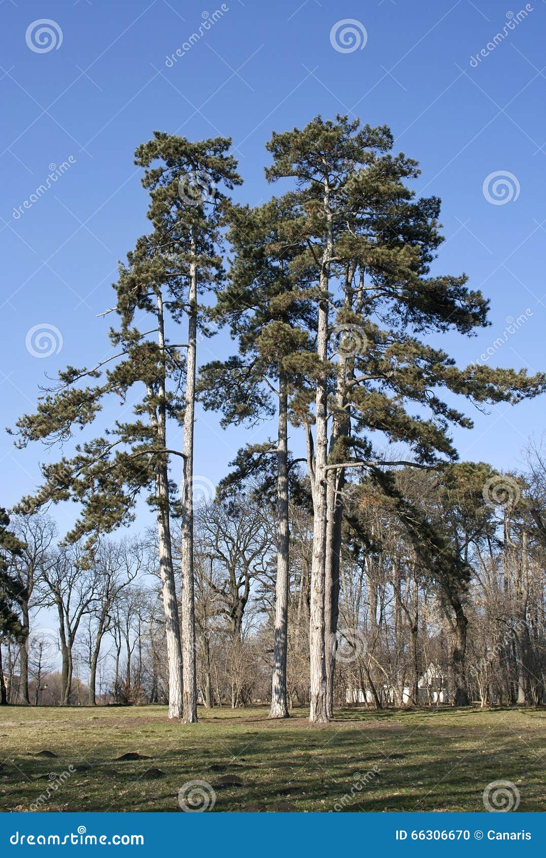 Group of trees stock photo. Image of season, trees, nature - 66306670