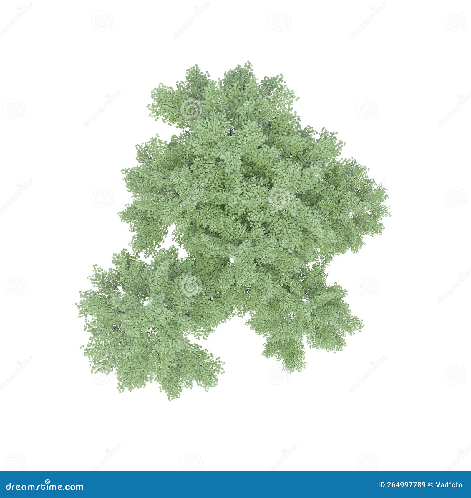 Group of Trees, Top View, Isolated on White Background Stock ...