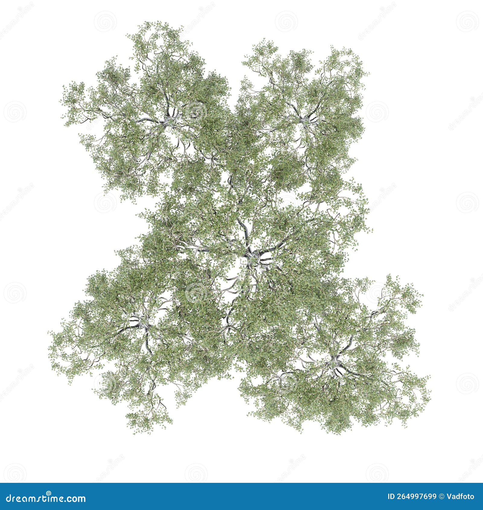 Group of Trees, Top View, Isolated on White Background Stock ...