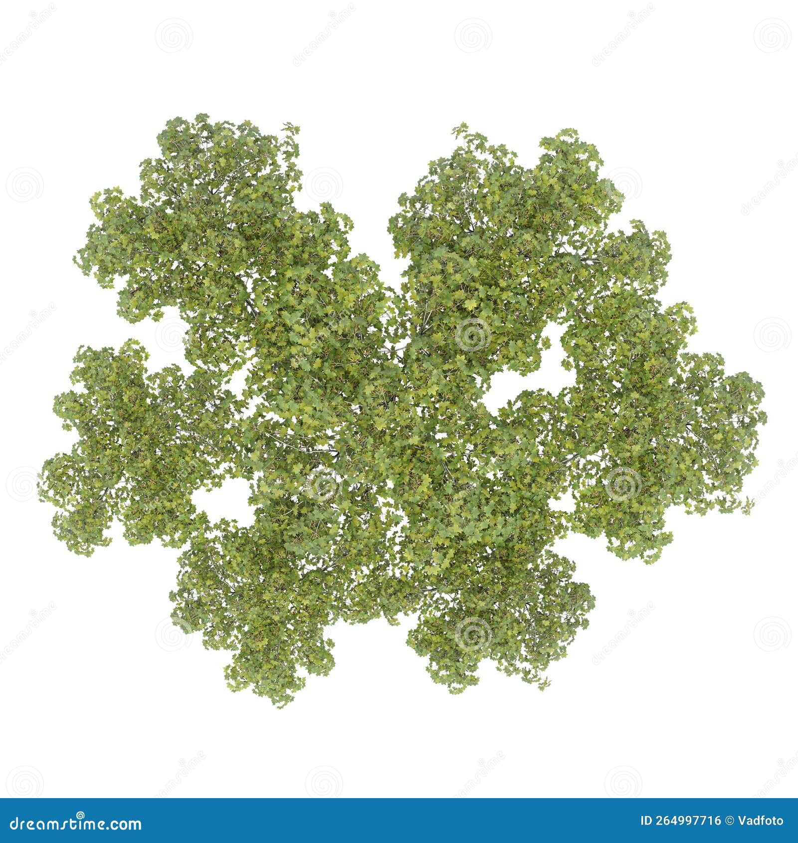 Group of Trees, Top View, Isolated on White Background Stock ...