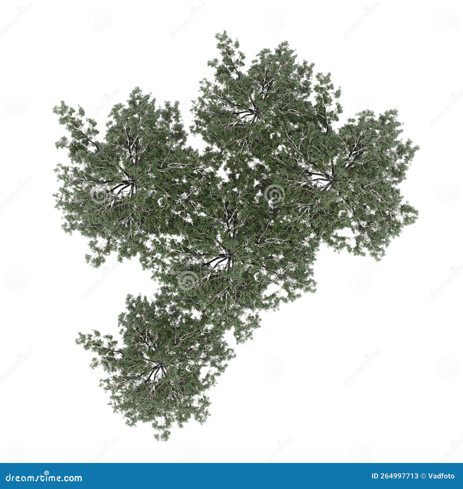 Group of Trees, Top View, Isolated on White Background Stock ...
