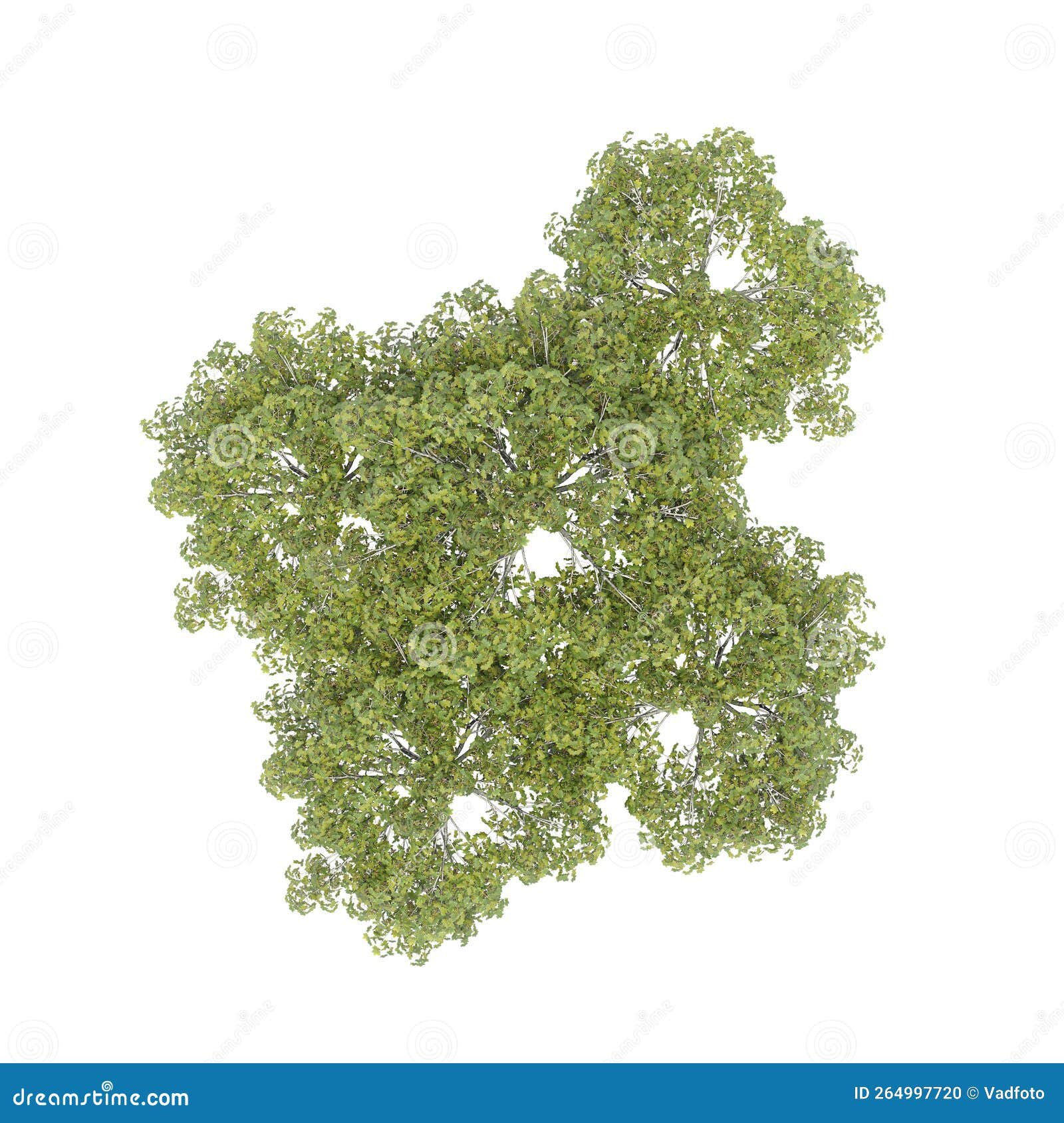 Group of Trees, Top View, Isolated on White Background Stock ... Group of Trees, Top View, Isolated on White Background Stock ...