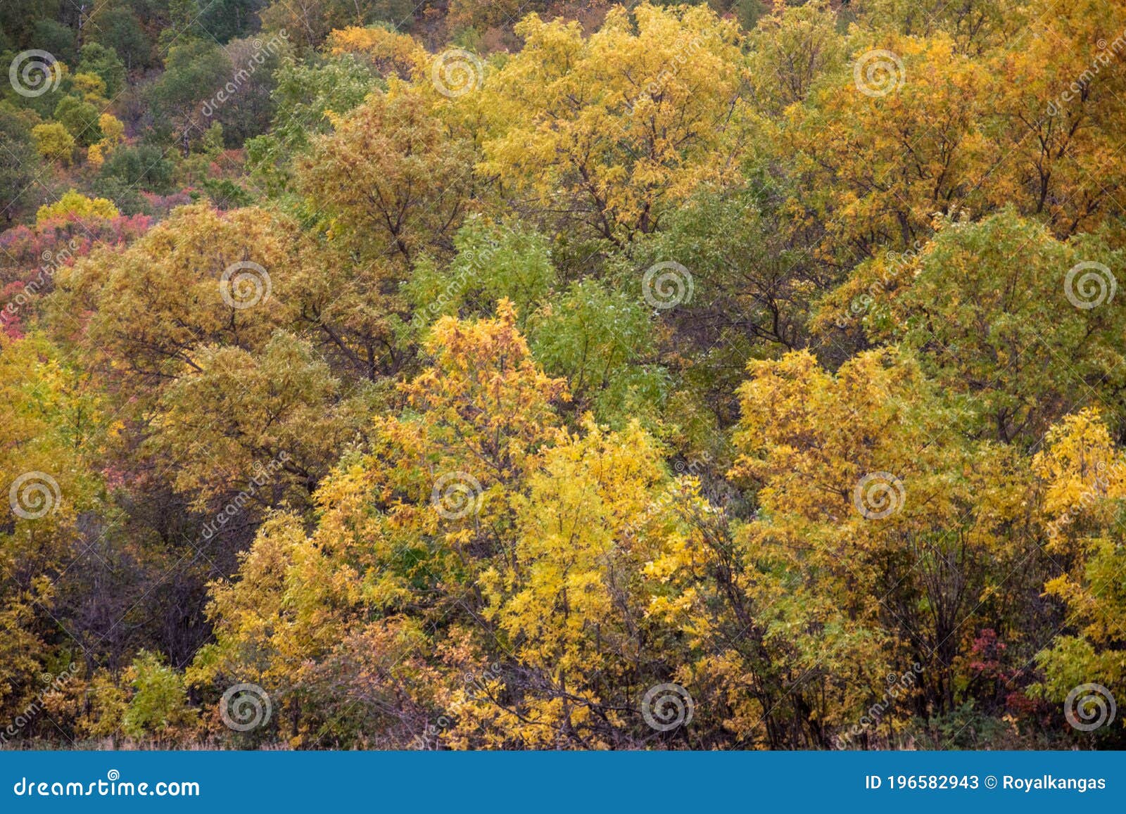 Group of Trees Turning Color in Autumn Stock Image - Image of leaves ...