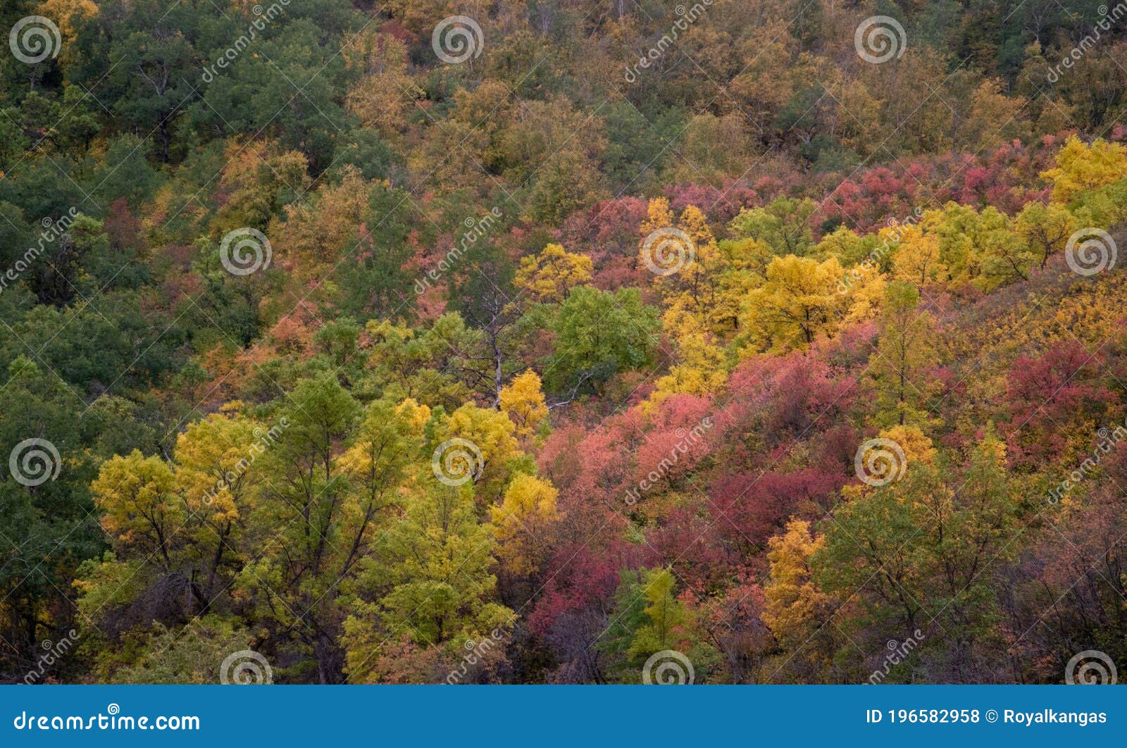 Group of Trees Turning Color in Autumn Stock Photo - Image of tree ...