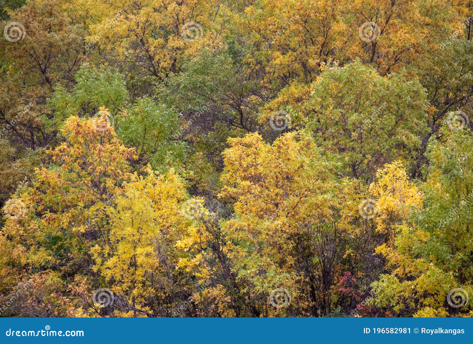 Group of Trees Turning Color in Autumn Stock Image - Image of leaves ...