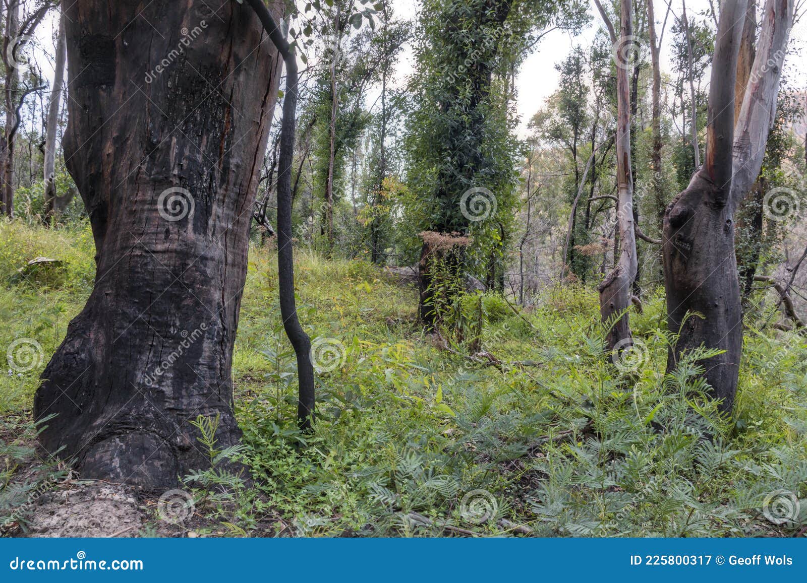 Group of Trees and Vines in the Forest Stock Image - Image of ...