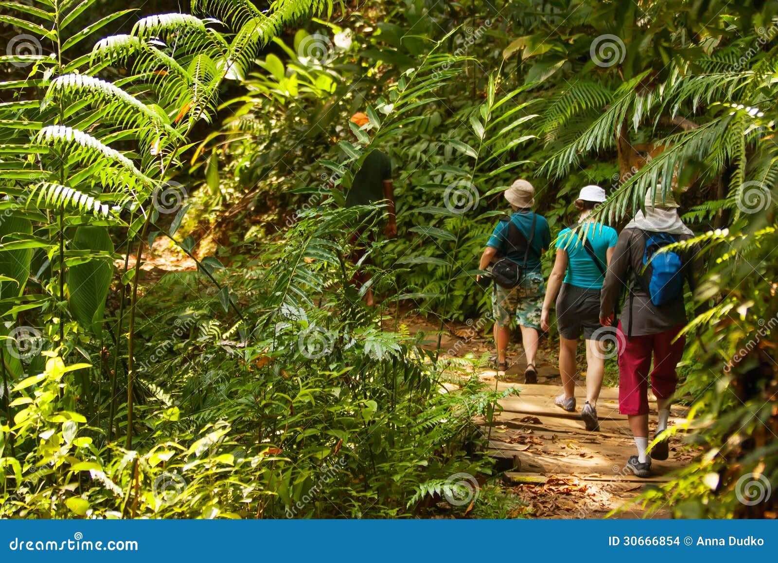 Group of Trekkers Hike through Green Jungle Stock Photo - Image of ...