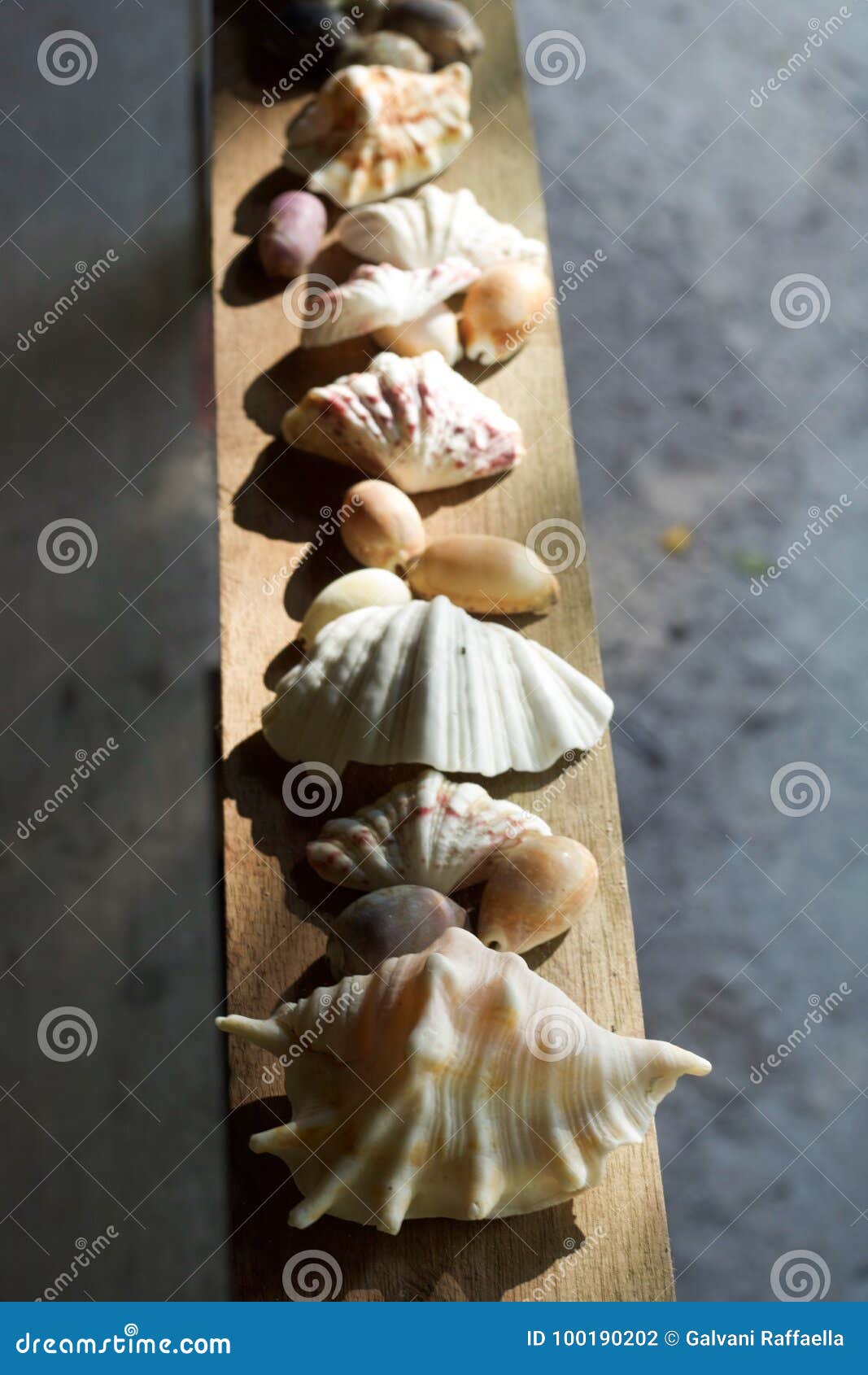 Group of Shells on Wooden Board Stock Photo - Image of travel, surface ...