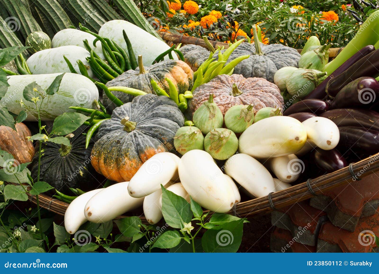 Group of Tropical Vegetables Stock Photo - Image of nutrition, green ...