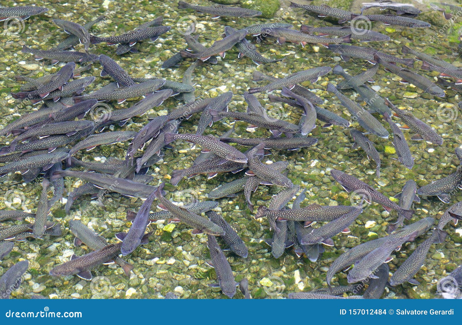 Group of Trouts in a Fish Farm Stock Photo - Image of fresh, seafood ...