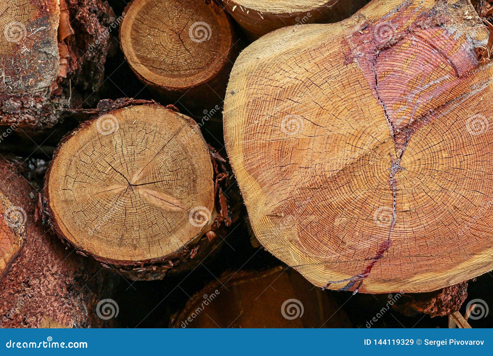 Group of Trunks Thin Thick Sawn Coated Resin Stack of Logs End ...