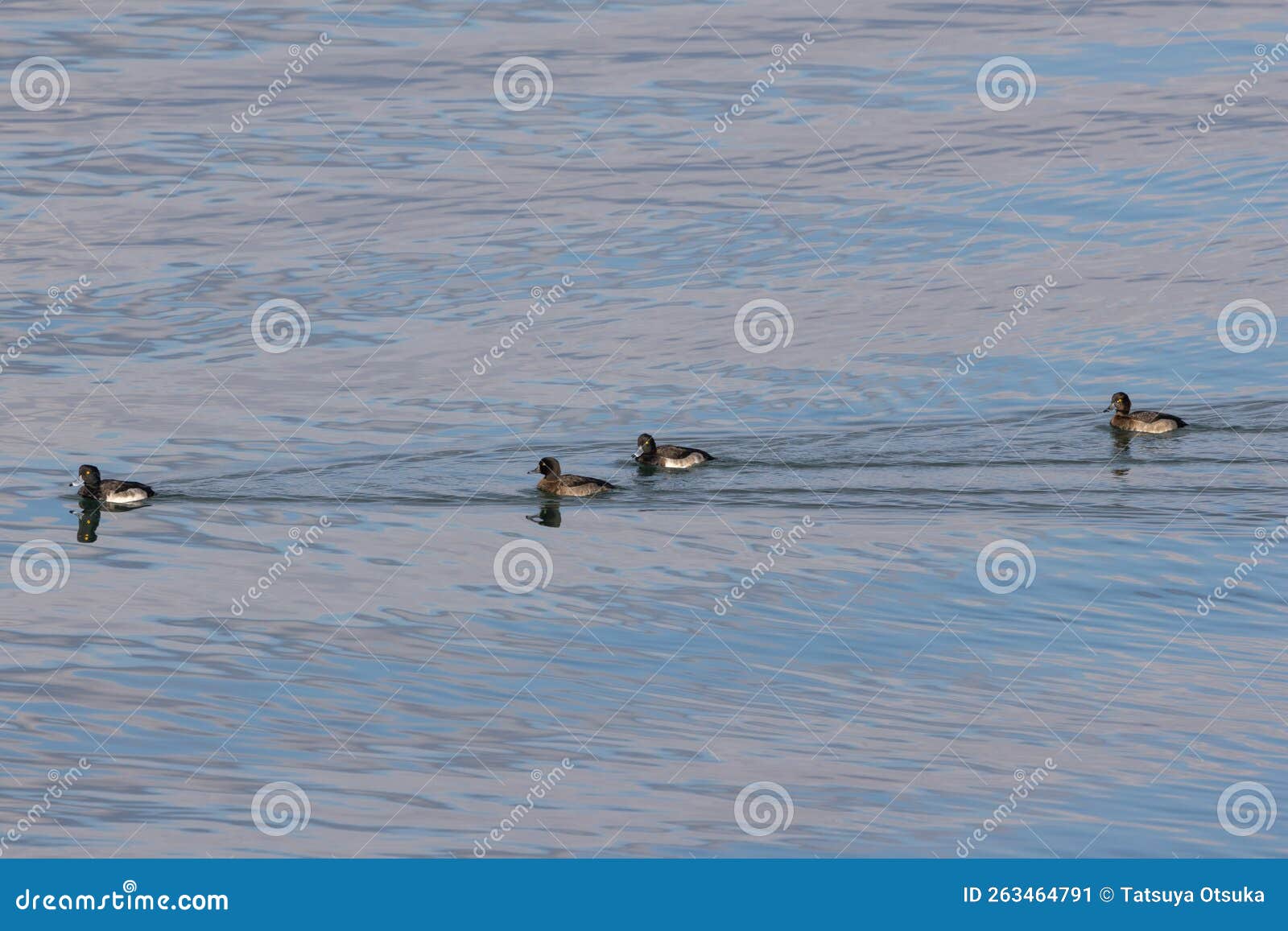 A Group of Tufted Duck and Beautiful Ripple on the River. Stock Image ...