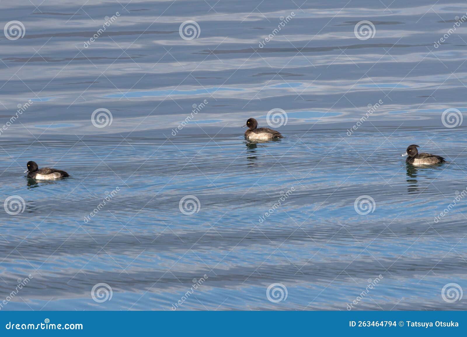 A Group of Tufted Duck and Beautiful Ripple on the River. Stock Photo ...