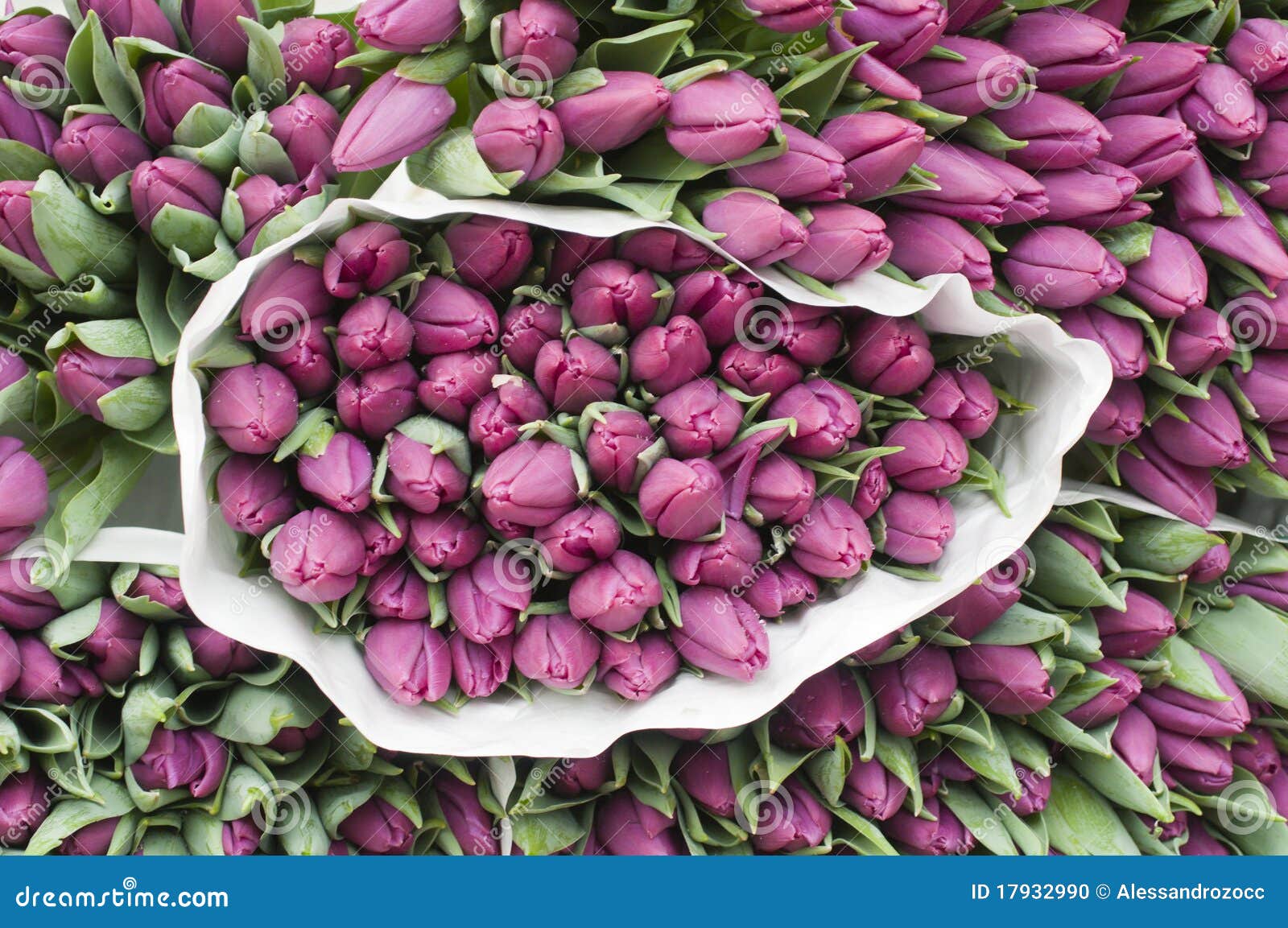 Group of tulip flowers stock photo. Image of green, group - 17932990