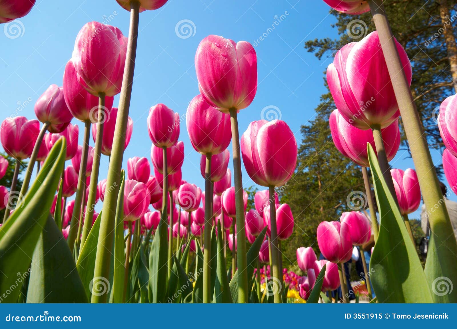 Group of tulip flowers stock image. Image of holland, flower - 3551915