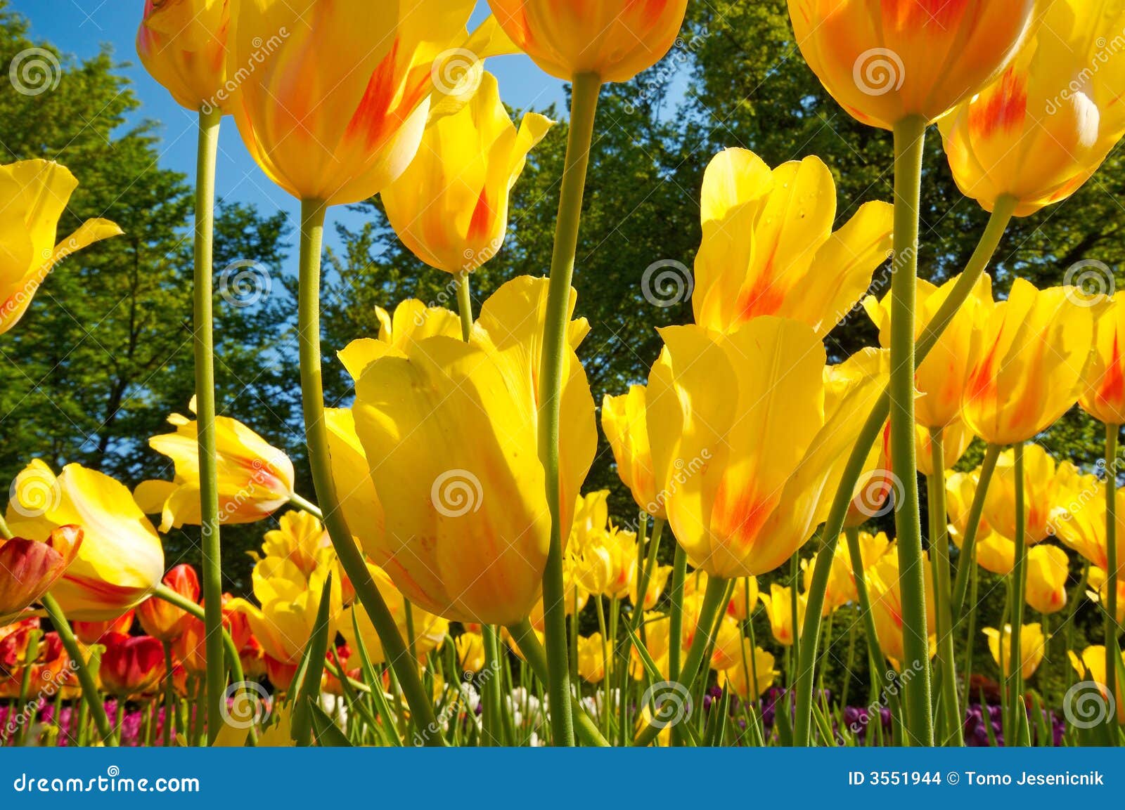 Group of tulip flowers stock photo. Image of garden, spring - 3551944