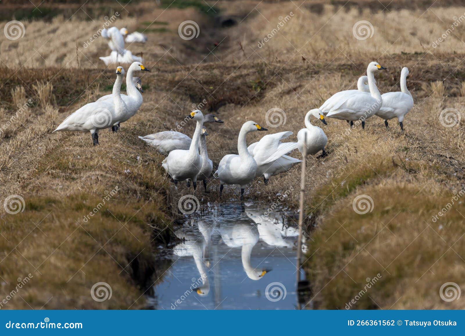 Group of Tundra Swan in the Winter Rice Field. Stock Photo - Image of ...