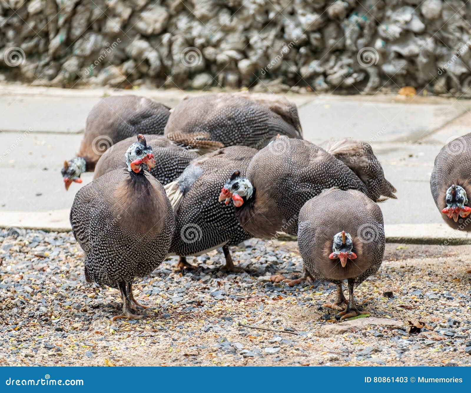 Group turkey gobbler stock image. Image of strut, audubon - 80861403