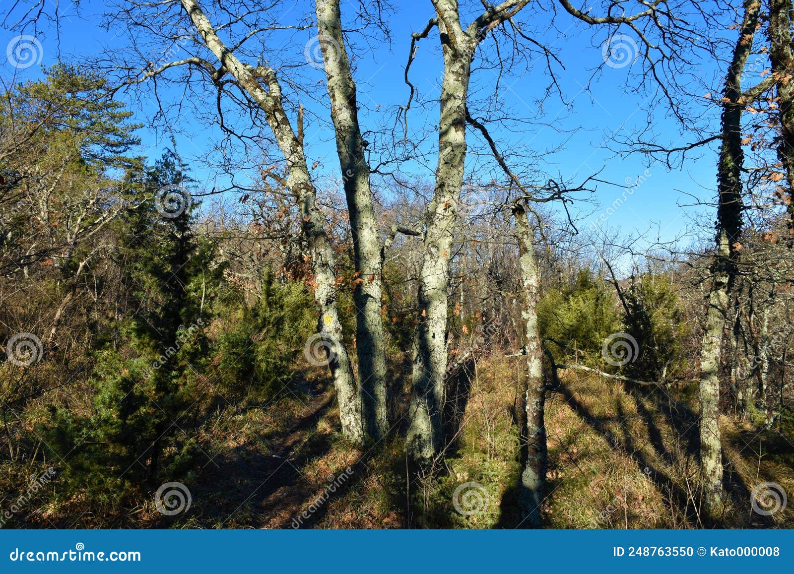Group of Turkey Oak or Austrian Oak Stock Photo - Image of light ...