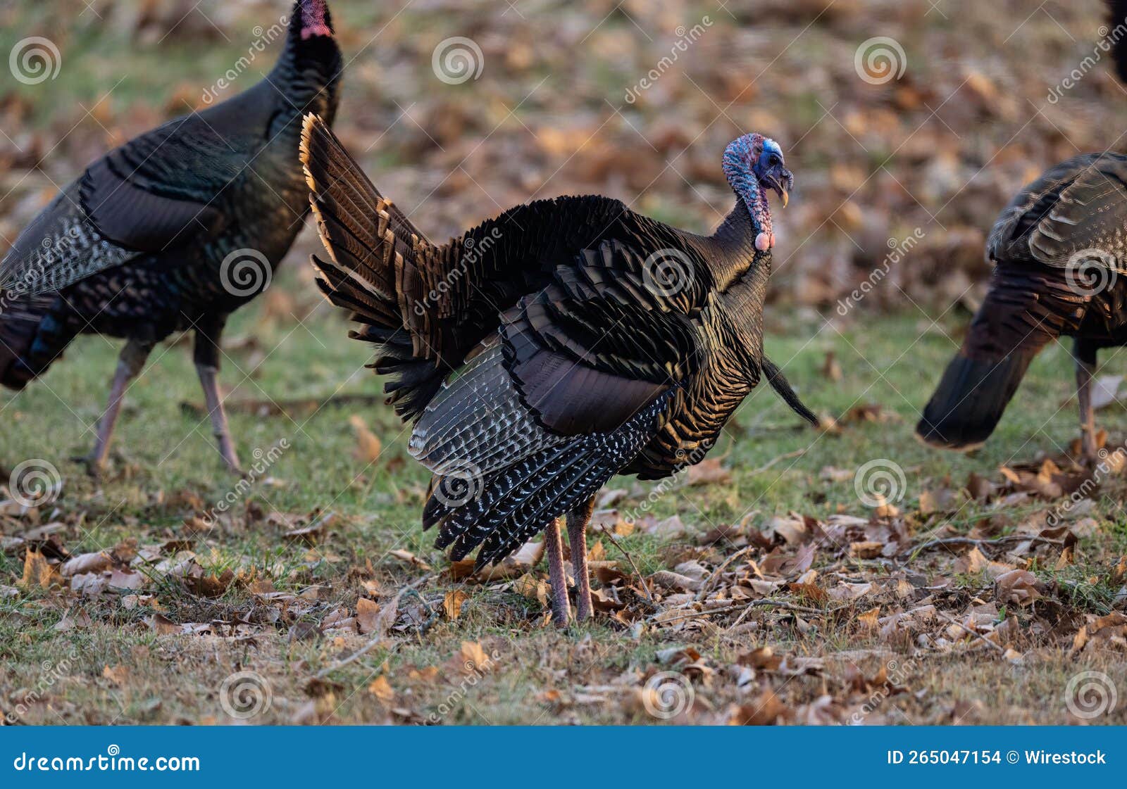Group of Turkeys on a Dry Grass Stock Photo - Image of farm, poultry ...