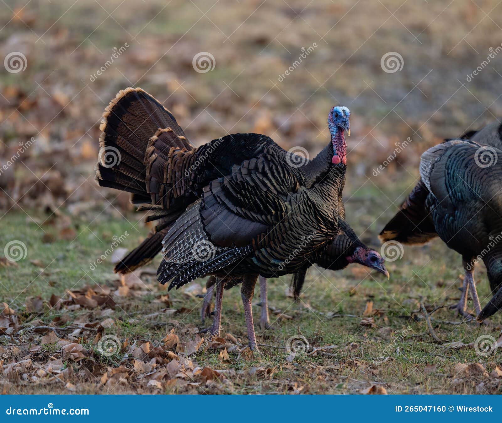 Group of Turkeys on a Dry Grass Stock Photo - Image of bird, feathers ...