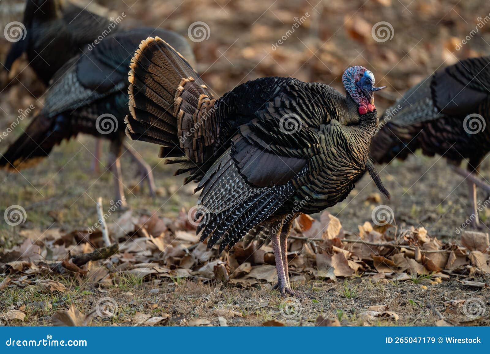 Group of Turkeys on a Dry Grass Stock Image - Image of animal, bird ...