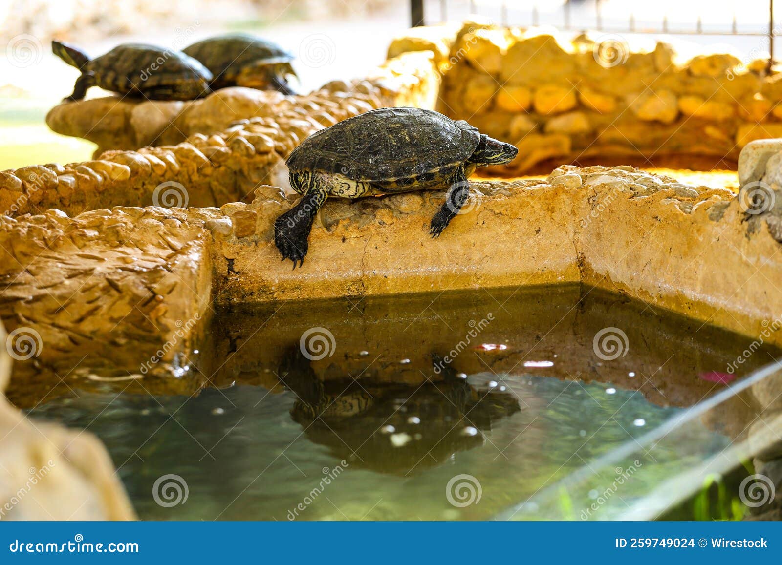 Group of Turtle Inside the Zoo Stock Photo - Image of horizontal ...