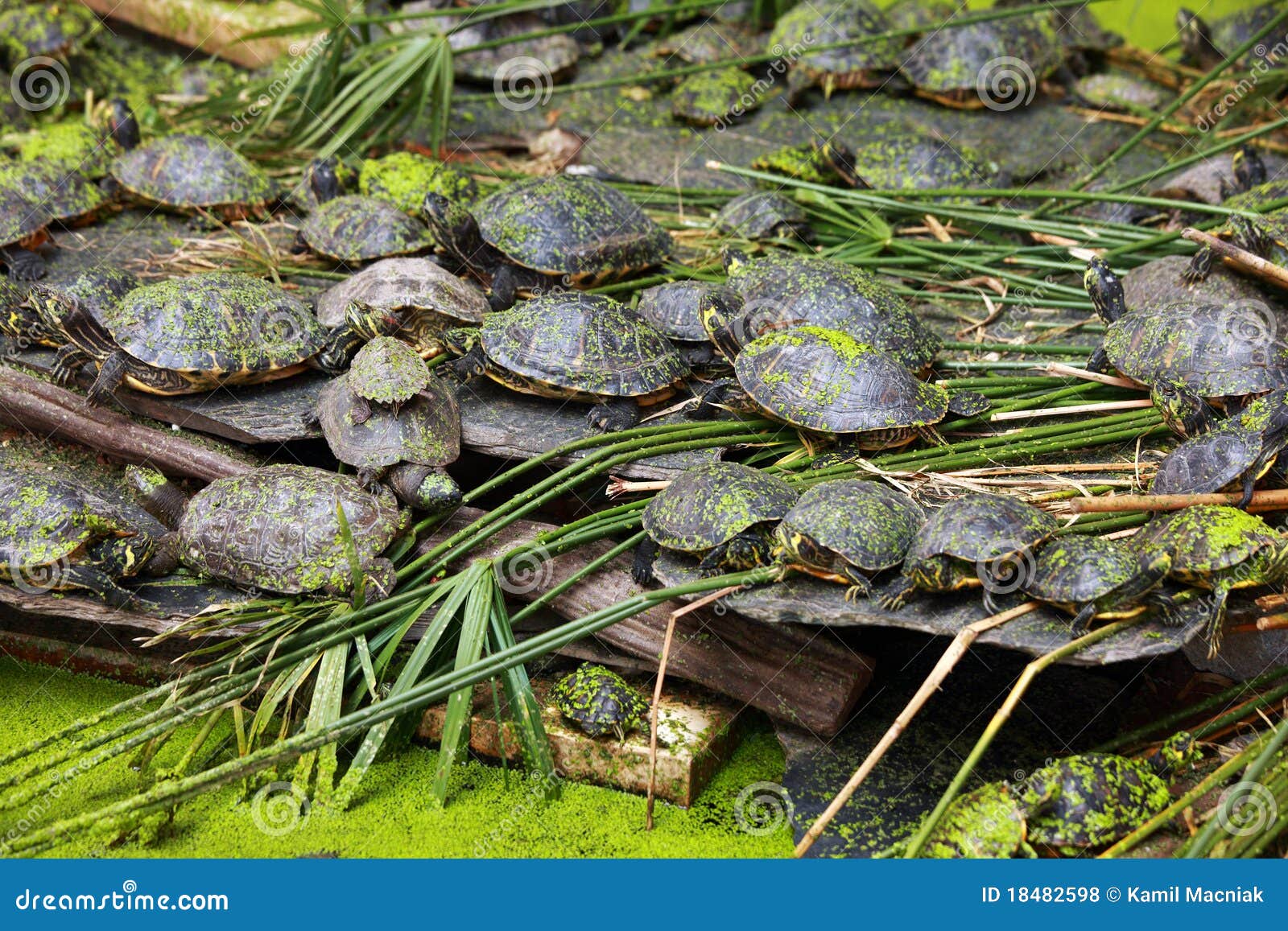 Bee Over Duckweed Plant Royalty-Free Stock Photography | CartoonDealer ...