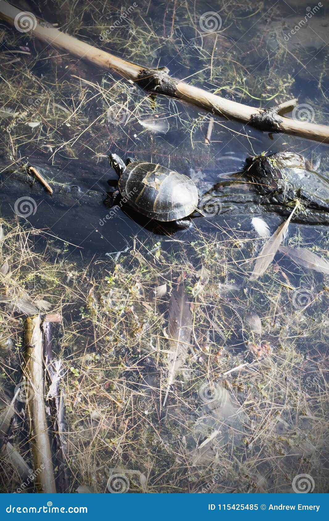 A Group of Turtles Basking on a Log in a Lake Stock Image - Image of ...