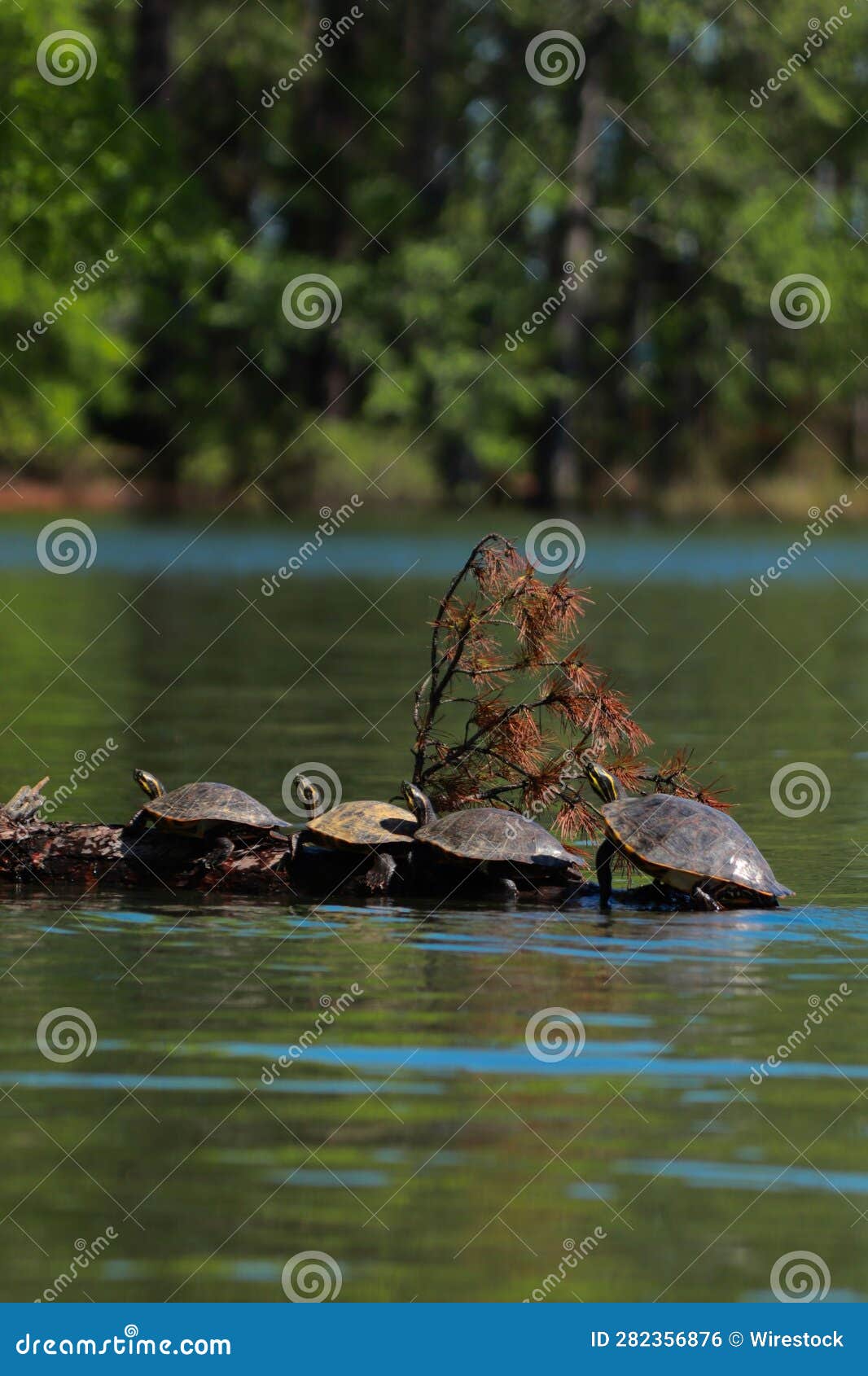 Group of Turtles Basking in the Sun on the Tranquil Surface of a Pond ...