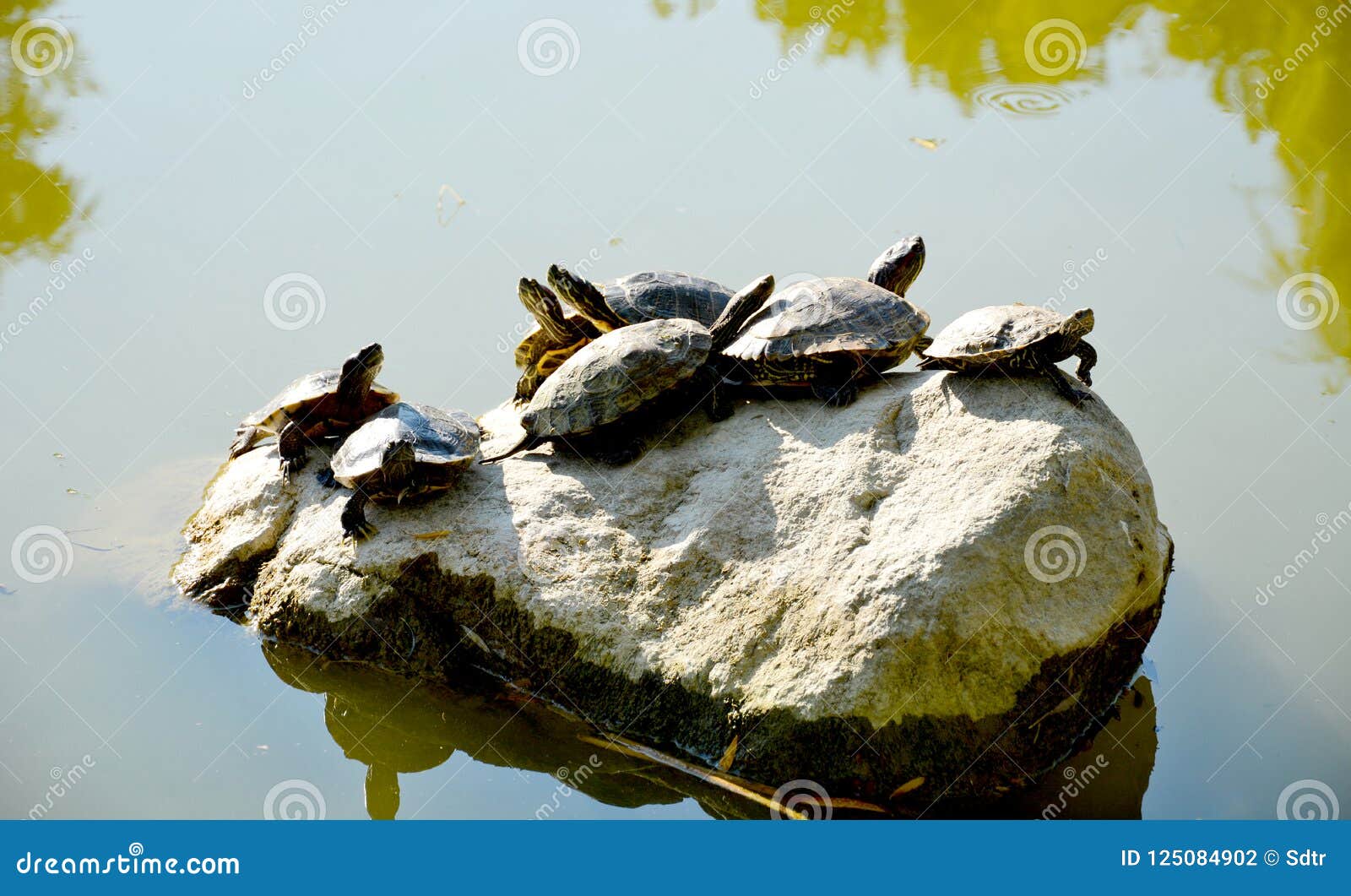 Two Turtles Fighting Stock Image | CartoonDealer.com #12767131