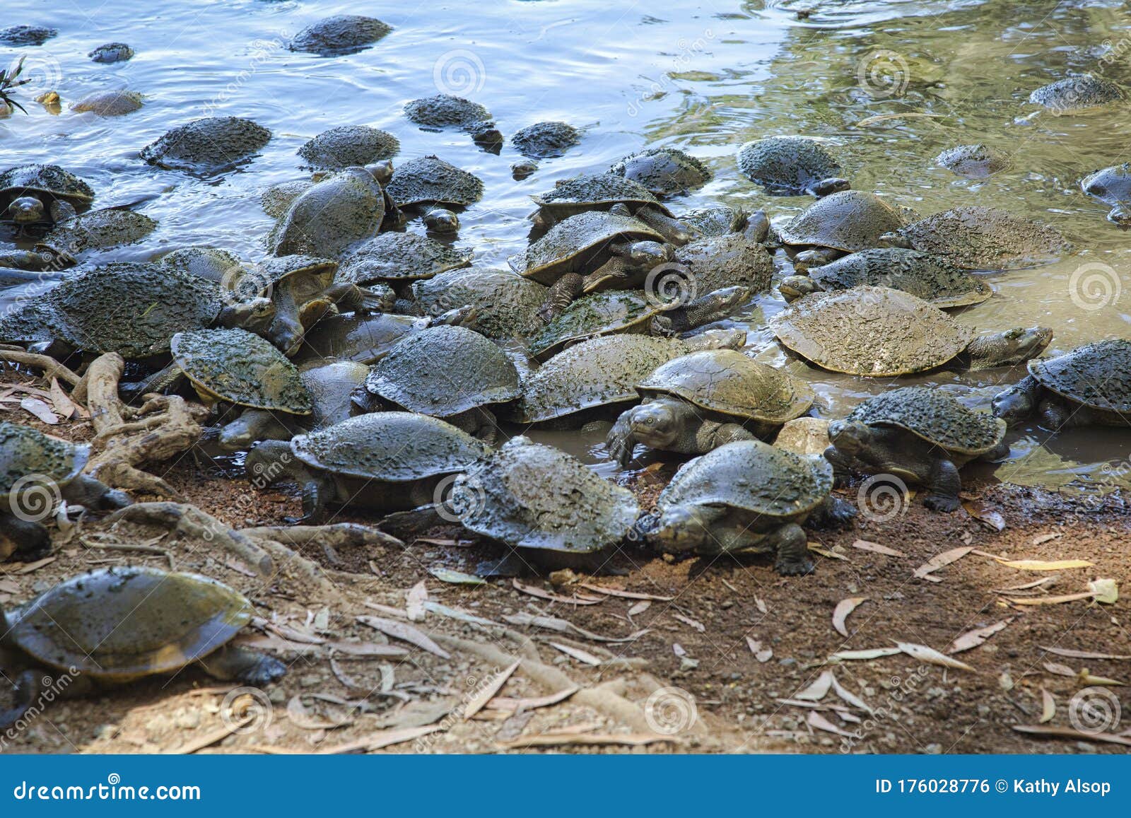 Group of Turtles stock photo. Image of tortoise, water - 176028776