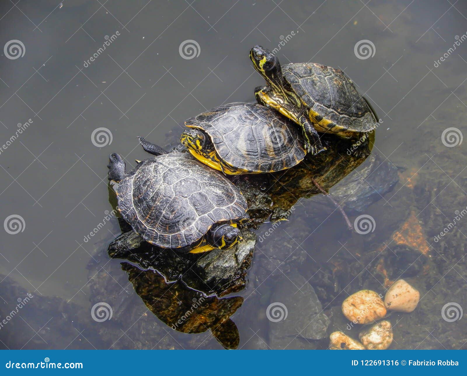 Group of turtles in a pond stock photo. Image of color - 122691316