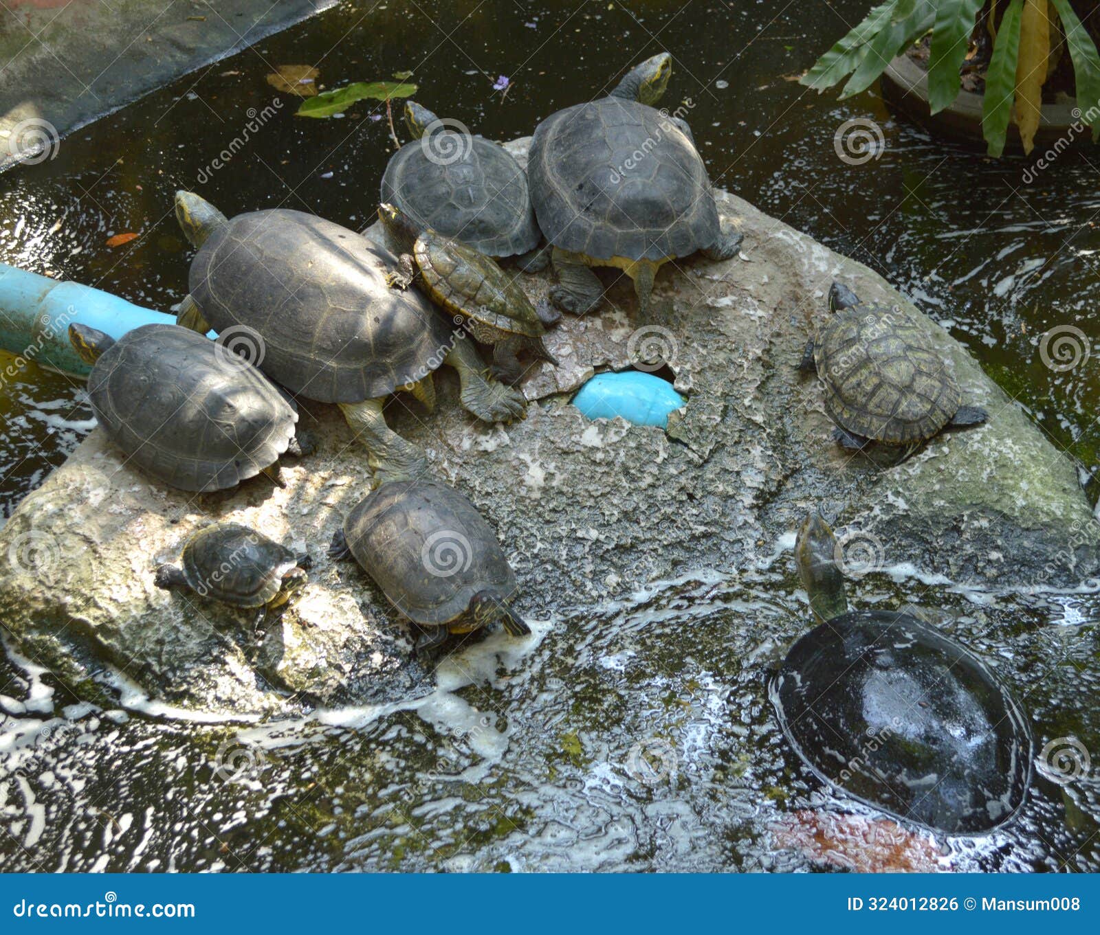 A Group of Turtles in the Pond Stock Photo - Image of aquatic, travel ...