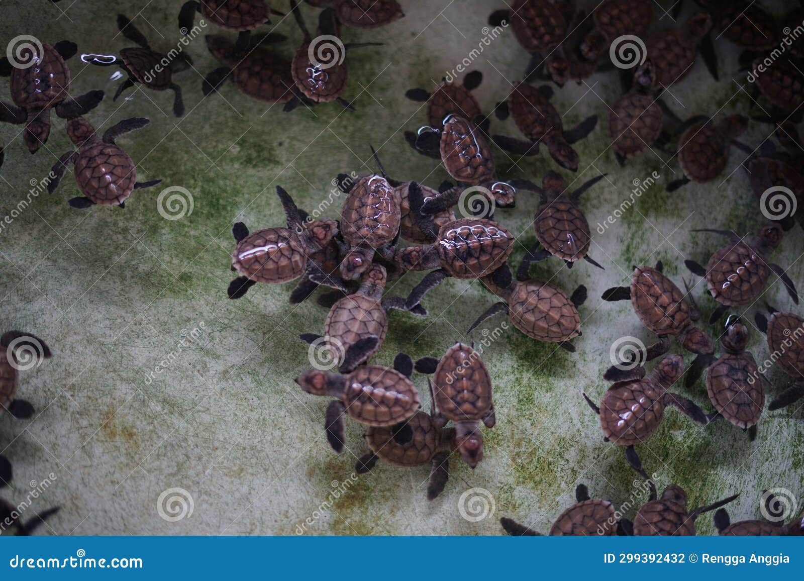 A Group of Turtles Ready To Be Released from the Beach. Penyu Stock ...